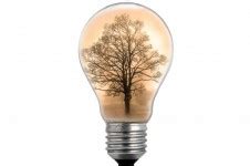 Bulb Light With Tree Free Stock Photo Public Domain Pictures