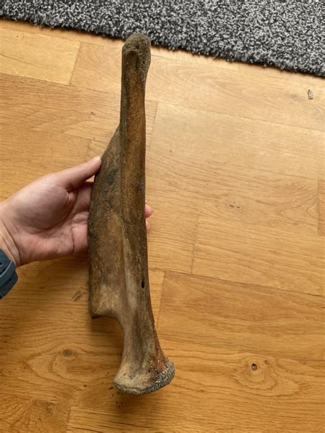 Whose Scapula Radius And Partial Femur Do I Have R Boneid