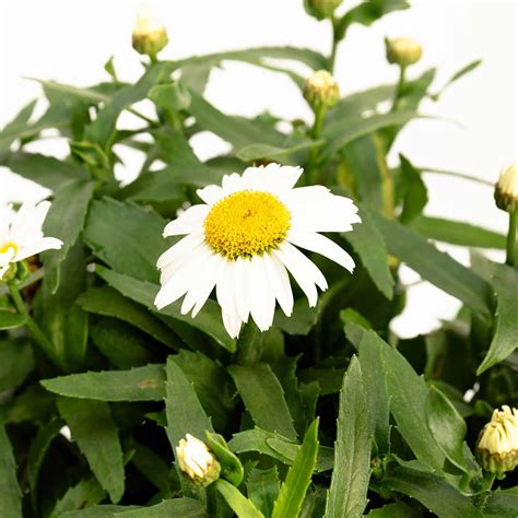 Shortstop Shasta Daisy Plant Addicts