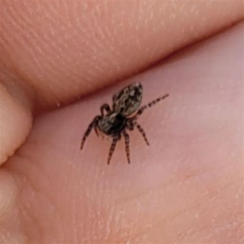 Fleecy Jumping Spider In Spiderspotter App Spotted By Florian Van Hecke On 09 06 2022