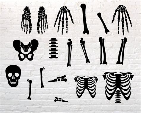 Skeleton Parts Svg Skeleton Svg Halloween Skeleton Svg Etsy