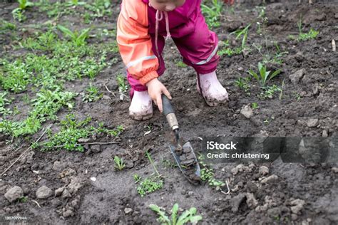 정원에서 작은 아이는 식물을 심기위한 침대를 파고 정원사는 뒤뜰에 야채를 심는 손 에코 팜 성장하는 식물 개념 꽃 식물에 대한 스톡 사진 및 기타 이미지 Istock