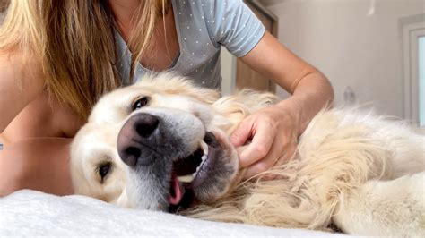 What My Golden Retriever Thinks Pleasure Looks Like YouTube