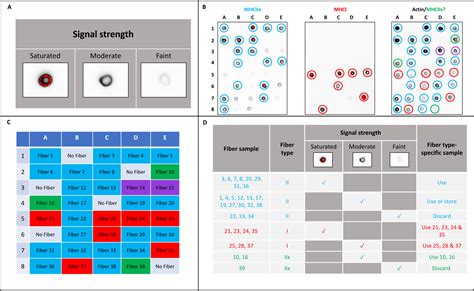 Video Author Spotlight Deciphering The Mysteries Of Skeletal Muscle Fiber Types Using The