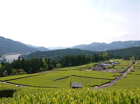 川根清涼野菜出荷協議会 風と太陽ファームの「ペパーミント」を使って、 レモンミントウォーターを作ってみました。 見た目にも涼しく、爽やかな