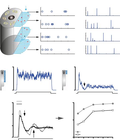 The Roles Of Stochasticity In Photoreceptor Encoding A 30 000