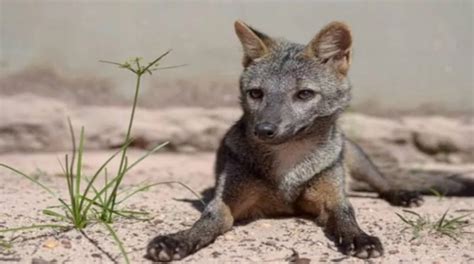 Com A Maior Biodiversidade Do Mundo Fauna Brasileira Tem Mais De 100