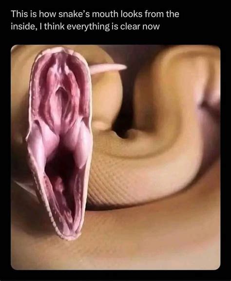 Good Morning Chimps Sex And Relationships Kenya Talk