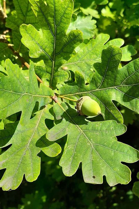 Missouri Oak Tree Leaf Identification Guide Missouri Oak Tree Leaf Identification Guide