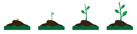 Phases De Croissance Des Plantes Pousse En Plante Étapes Du