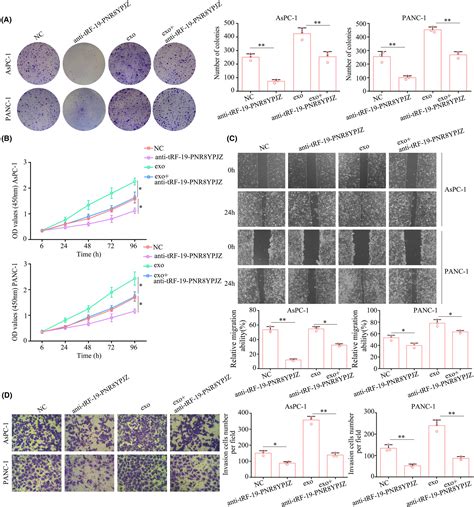 Pancreatic Stellate Cell‐derived Exosomal Trf‐19‐pnr8ypjz Promotes