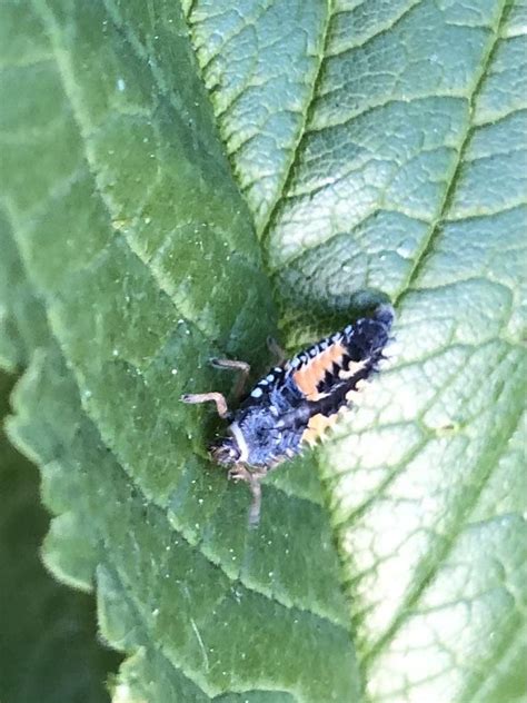 Bug On Hydrangea Rplantclinic