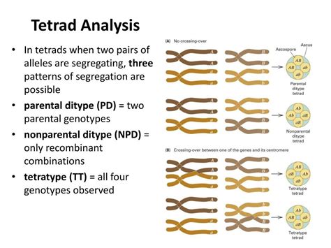 Ppt Bio 2970 Lab 6 Tetrad Analysis Powerpoint Presentation Free