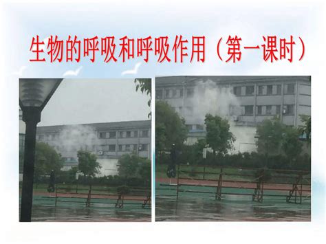 3 5生物的呼吸和呼吸作用第一课时 21世纪教育网