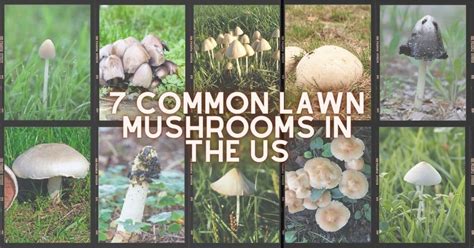 7 Common Lawn Mushrooms In The Us Mushroom Appreciation