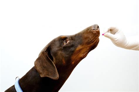 Panacur C For Dogs Side Effects