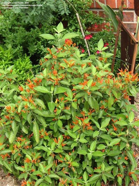 Pin De Hollie Bordelon En Heathcott Residence Plantas Cultivo De