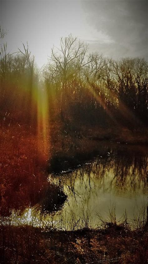 Sunny Swamp Photograph By Jessica Greene Pixels