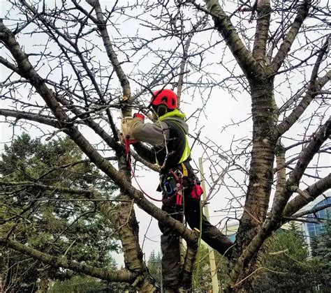 How Tree Trimming Can Improve Safety And Curb Appeal How Tree Trimming Can Improve Safety And Curb Appeal