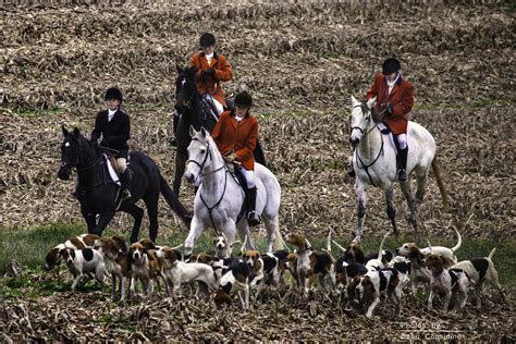 La Chasse à Courre Vers La Fin Dune Pratique Archaïque