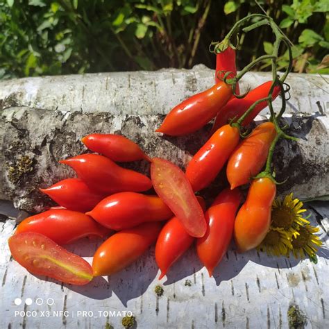 Семена томатов и перца Пелино 2014 Pelino 2014 Высота куста до 1м пасынков много но сразу