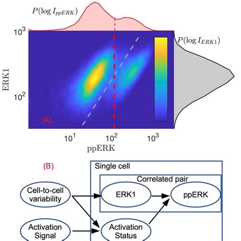 Analysis Of Experimental Data With Two Correlated Measurements A The
