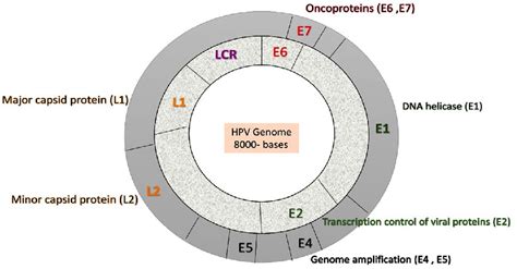Figure 1 From Microbiome And Cervical Cancer A Review Semantic Scholar