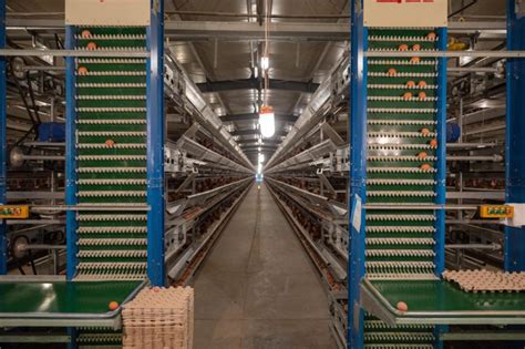 Татварыг зохицуулбал өндөгний хэрэгцээг дотоодоос бүрэн хангах боломжтой гэв Tsoh Mn