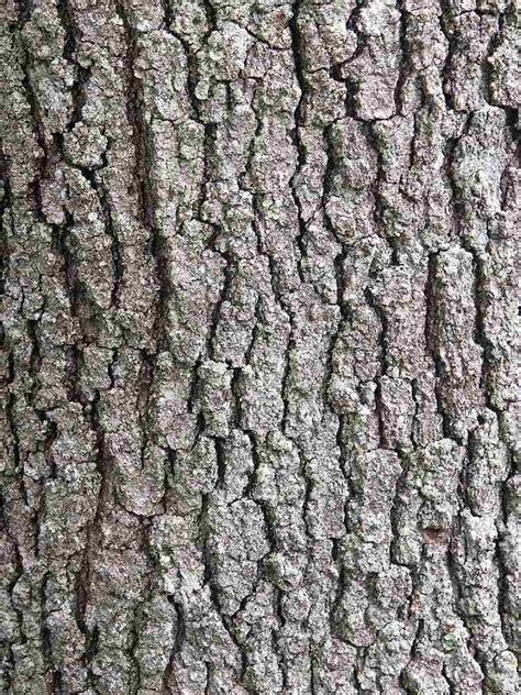 Black Oak Vs Red Oak Superb Distinctive Characteristics Hobbydisiac