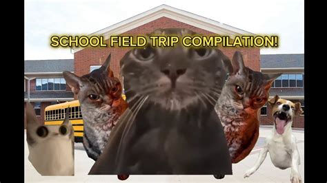 School Field Trip Compilation Funny Cat Compilation Parts Video