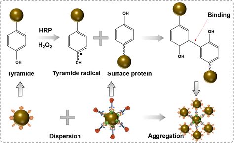 Enhanced Magnetic Relaxation Switching Immunoassay For Chlorpyrifos