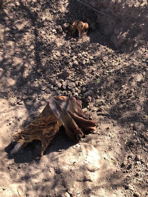 Madres Buscadoras Hallan 17 Fosas Con Restos Humanos En Sonora Infobae