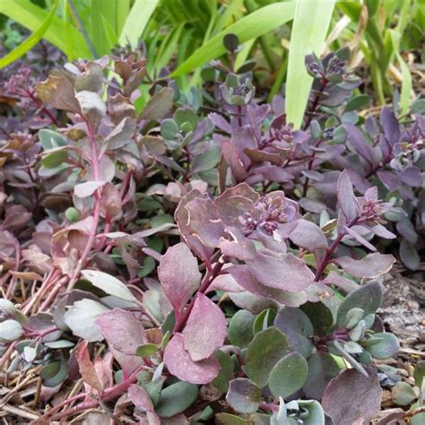 Sunsparkler® Dazzleberry Sedum Nature Hills Nursery