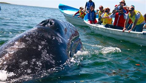 Whale And Dolphins Sri Lanka Whale And Dolphin Watch Trincomalee