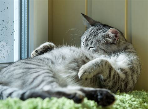 How To Protect Your Cat From Weight Gain After Neutering Or Spaying