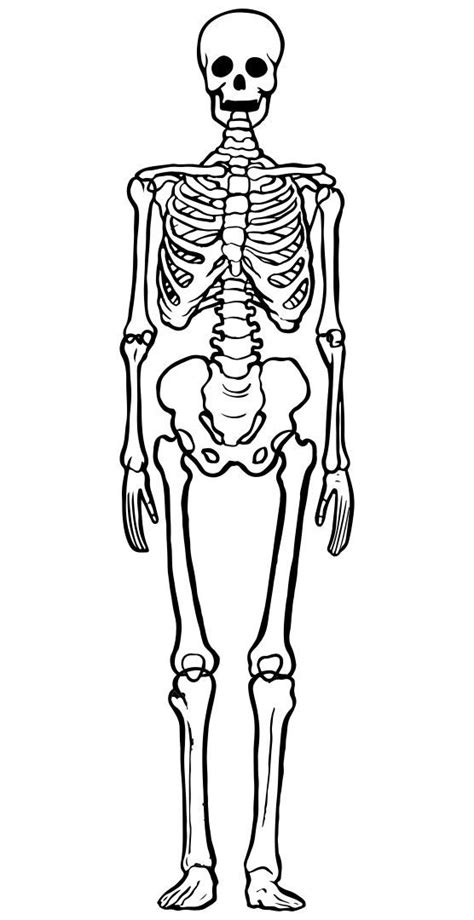 Blank Skeleton Diagram To Label Pdf