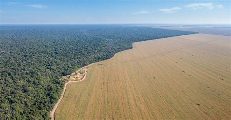Eudr Creates Ripple Effects In The Global Forest Industry Stakeholders