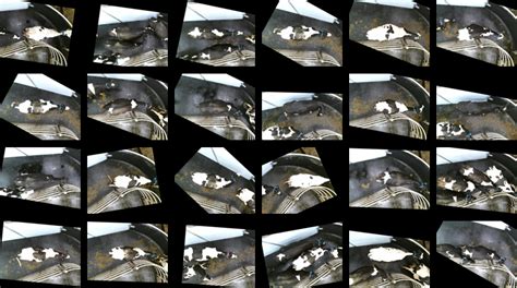 recommended datasets wildlife datasets