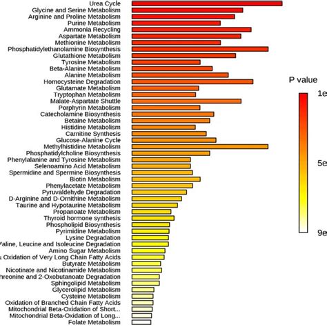 Metabolic Pathways Related To Metabolites Showing The Difference