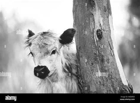 Calf Tree Hi Res Stock Photography And Images Alamy