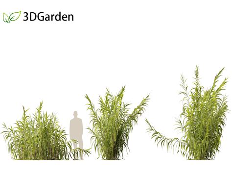 Arundo Donax Giant Reed 03 3d Model 3dgardenplants