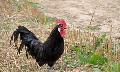 All Chicken Breeds With White Earlobes With Pictures