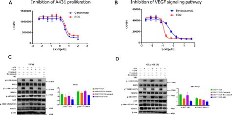 Ed2 Inhibited The Proliferation Of A431 Tumor Cells And A Download