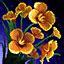 Honey Flower Home Instance Node Guild Wars 2 Wiki GW2W