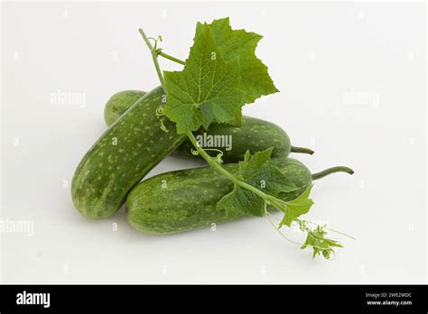 Wax Gourd Also Known As Ash Gourd Or Winter Melon On A White Background