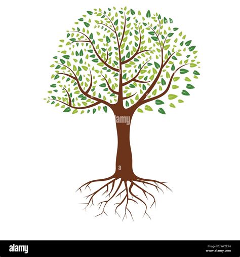 Tree And Roots Cartoon Hi Res Stock Photography And Images Alamy