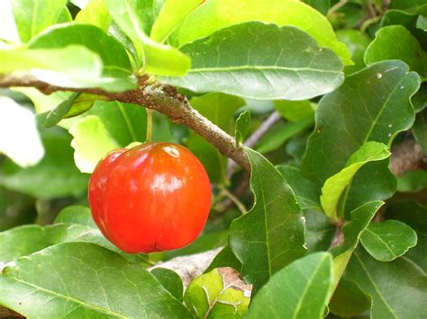 Acerola Wikipedia