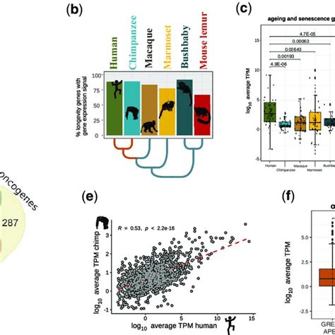 Evolution Of Longevity Ge In The Primate Liver A Venn Diagram
