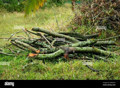 Tree Trunks Of Different Sizes Cut On A Farm Stock Photo Alamy