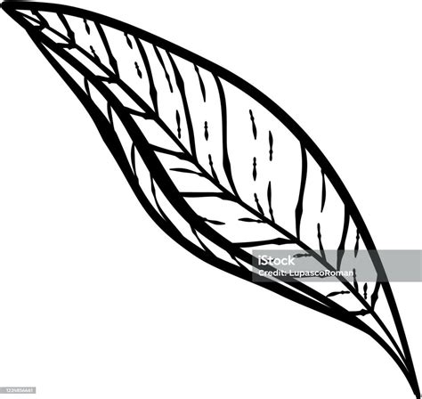 黑手畫細線可愛的塗鴉花圖示葉花牡丹桂花花圈設計元素集合隔離在白色上向量圖向量圖形及更多可愛圖片 可愛 圖畫 藝術品 墨水 Istock